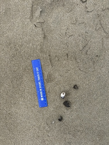 iNaturalist Tracking Database – NatureTracking