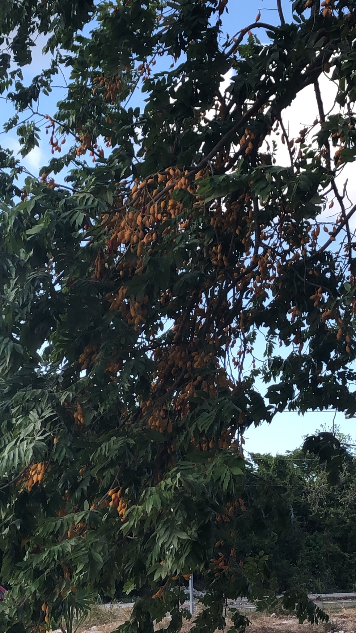 Swartzia cubensis (Britton & P.Wilson) Standl.