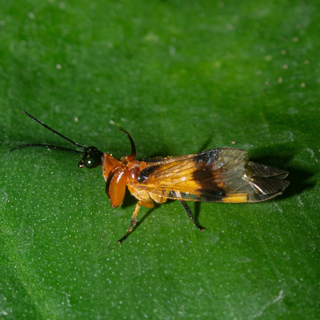 Mantidflies from Paso Del Mango, Santa Marta, Magdalena, Colombia on ...