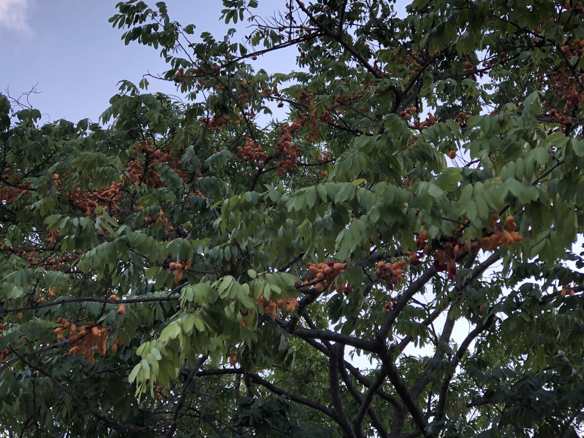 Swartzia cubensis (Britton & P.Wilson) Standl.