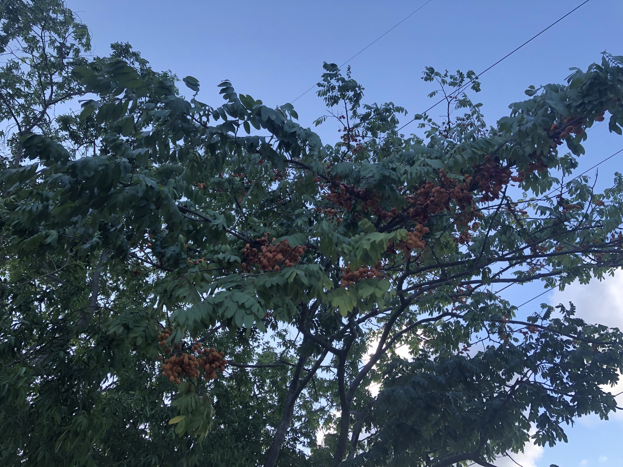 Swartzia cubensis (Britton & P.Wilson) Standl.