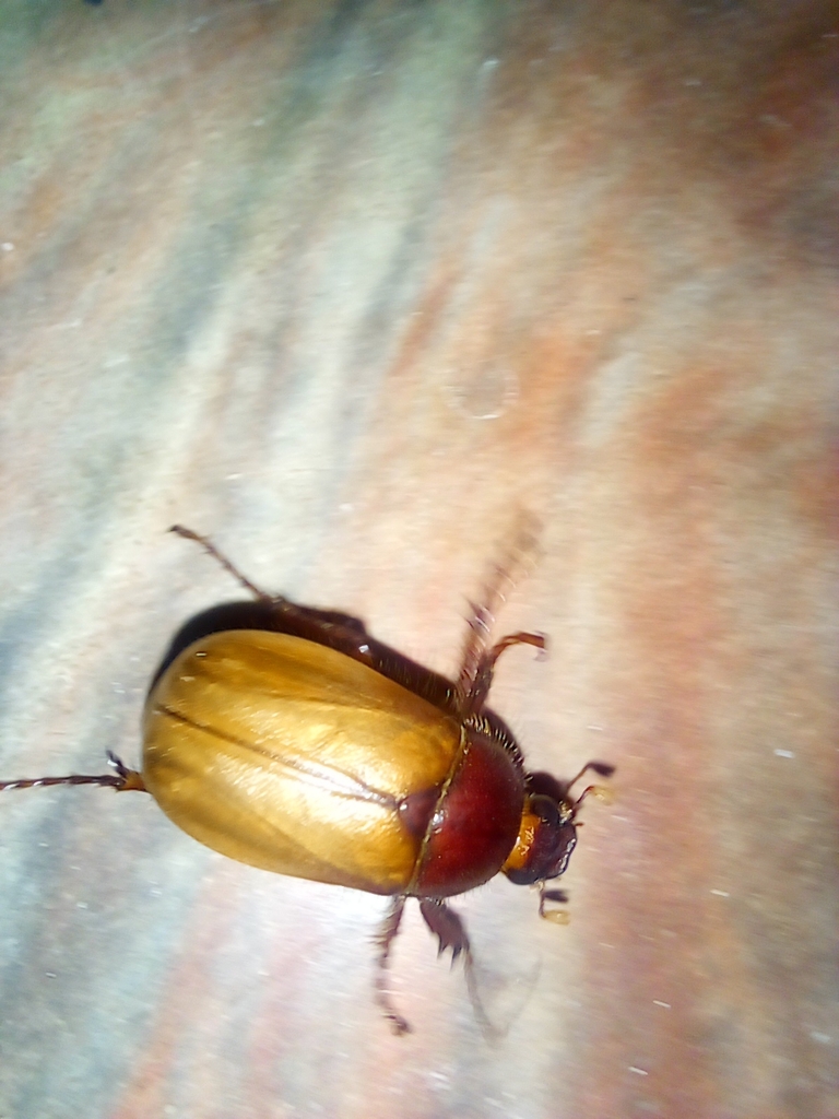 Mayate de Mayo desde Tecalitlán el 23 de junio de 2024 a las 08:24 PM ...