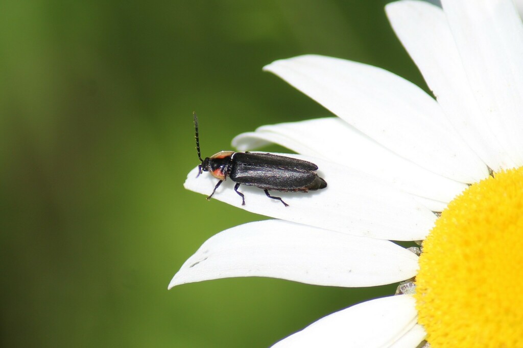 Dark Firefly from Sault Ste. Marie, MI 49783, USA on June 23, 2024 at ...