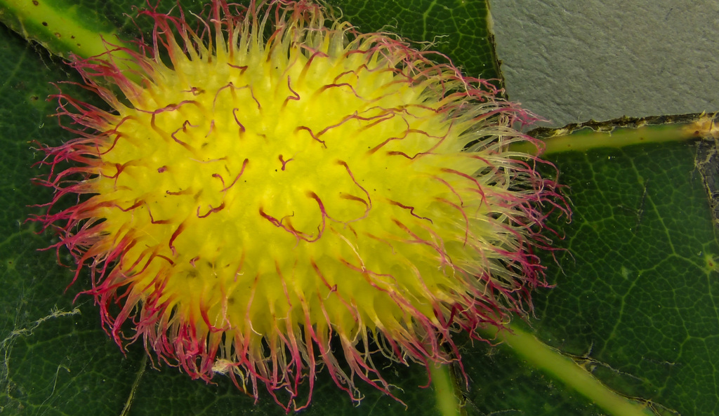Hedgehog Gall Wasp from Hoffman Estates, IL, USA on June 23, 2024 at 06 ...