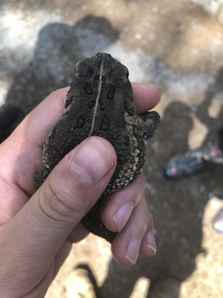 American Toad from Winston County, US-AL, US on May 23, 2019 at 10:59 ...