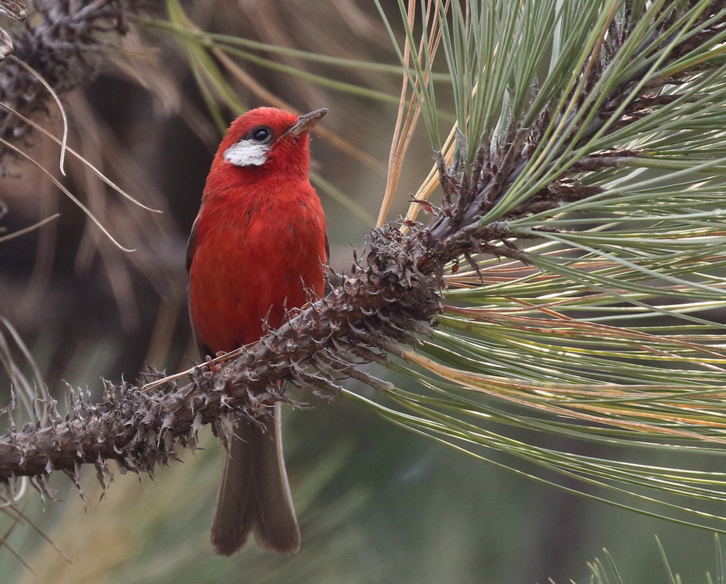 Red Warbler from Nevado de Colima, San Gabriel, Jalisco, Mexico on May ...