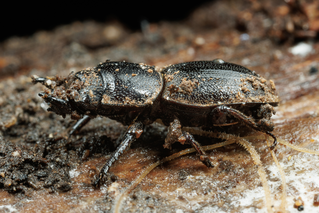 Lissotes from Wilsons Promontory VIC 3960, Australia on June 22, 2024 ...