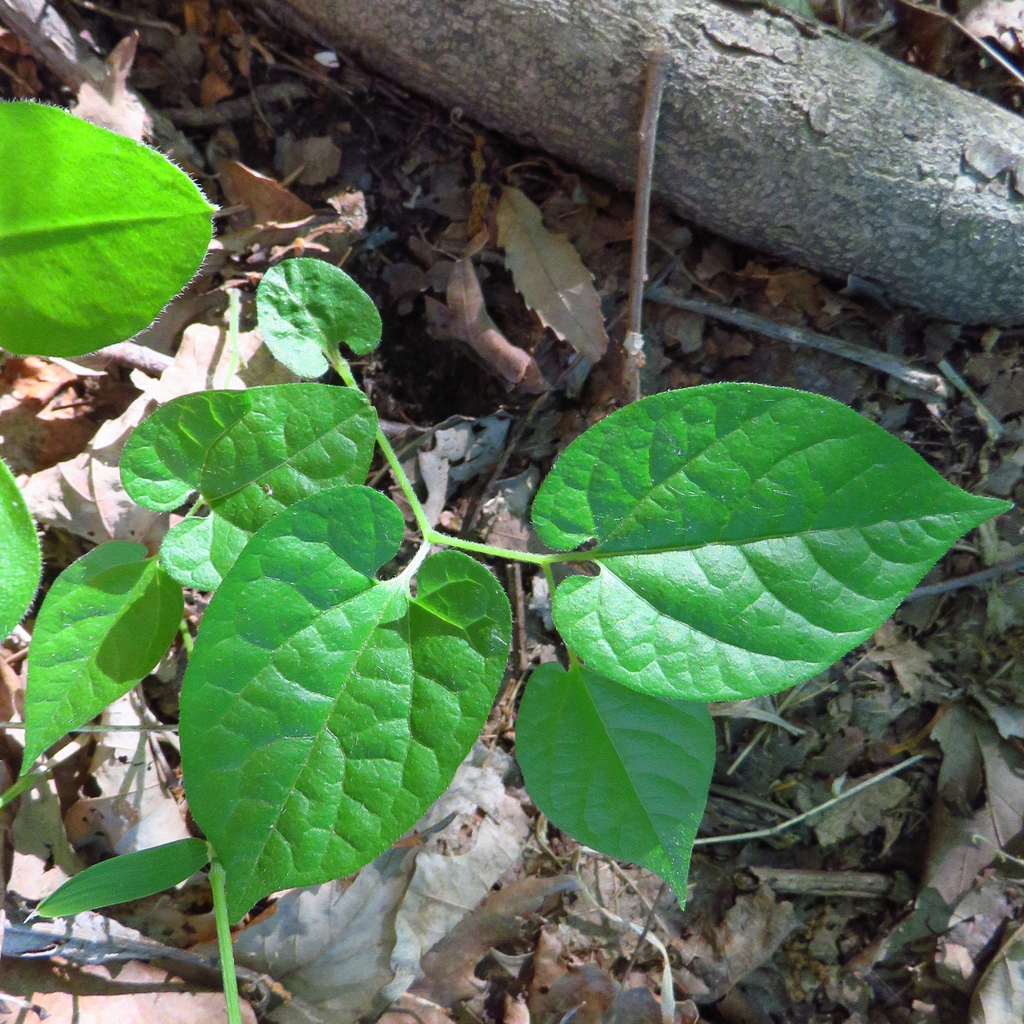 Virginia snakeroot (Aristolochia serpentaria) - Botanical Realm
