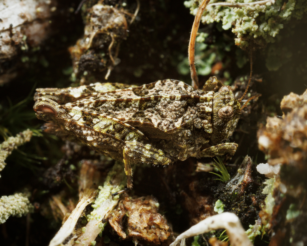Tetriginae from Fish Creek VIC 3959, Australia on June 23, 2024 at 11: ...
