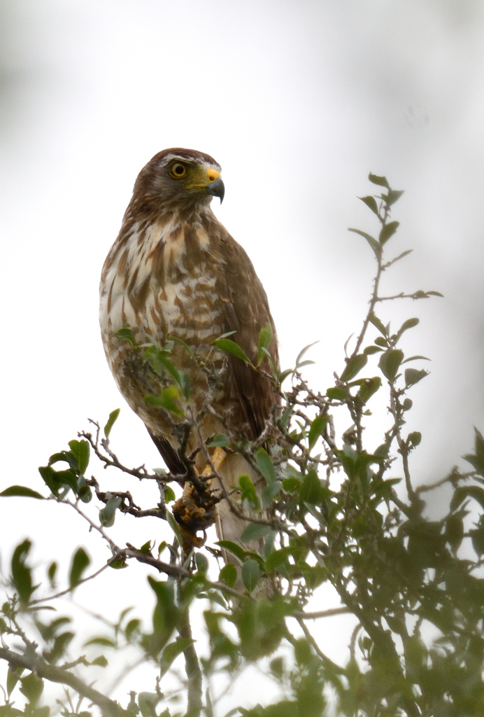 Roadside Hawk from Montemorelos, N.L., México on June 18, 2024 at 07:36 ...