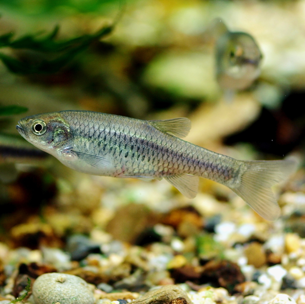 Chinese Bleak (Aphyocypris chinensis) - Marine Life Identification