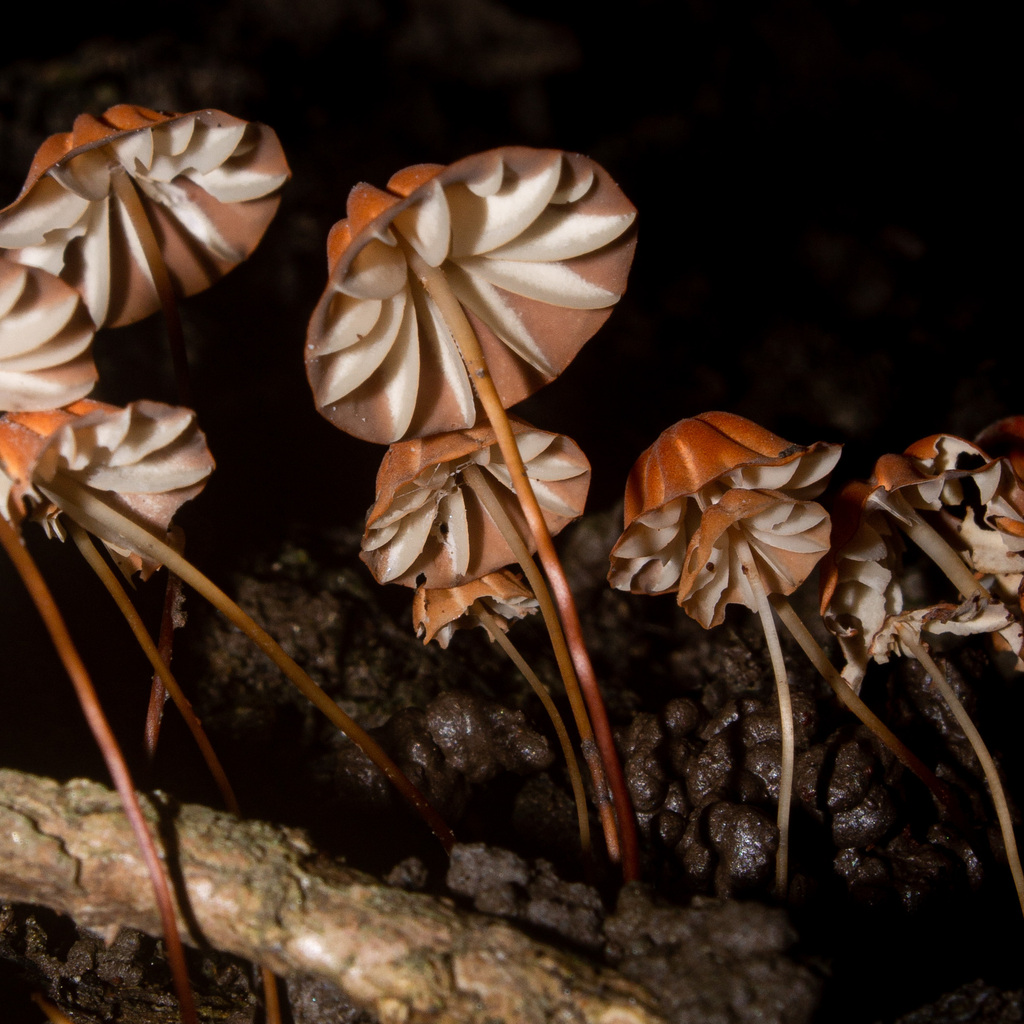 Marasmius berteroi from Paso Del Mango, Santa Marta, Magdalena ...