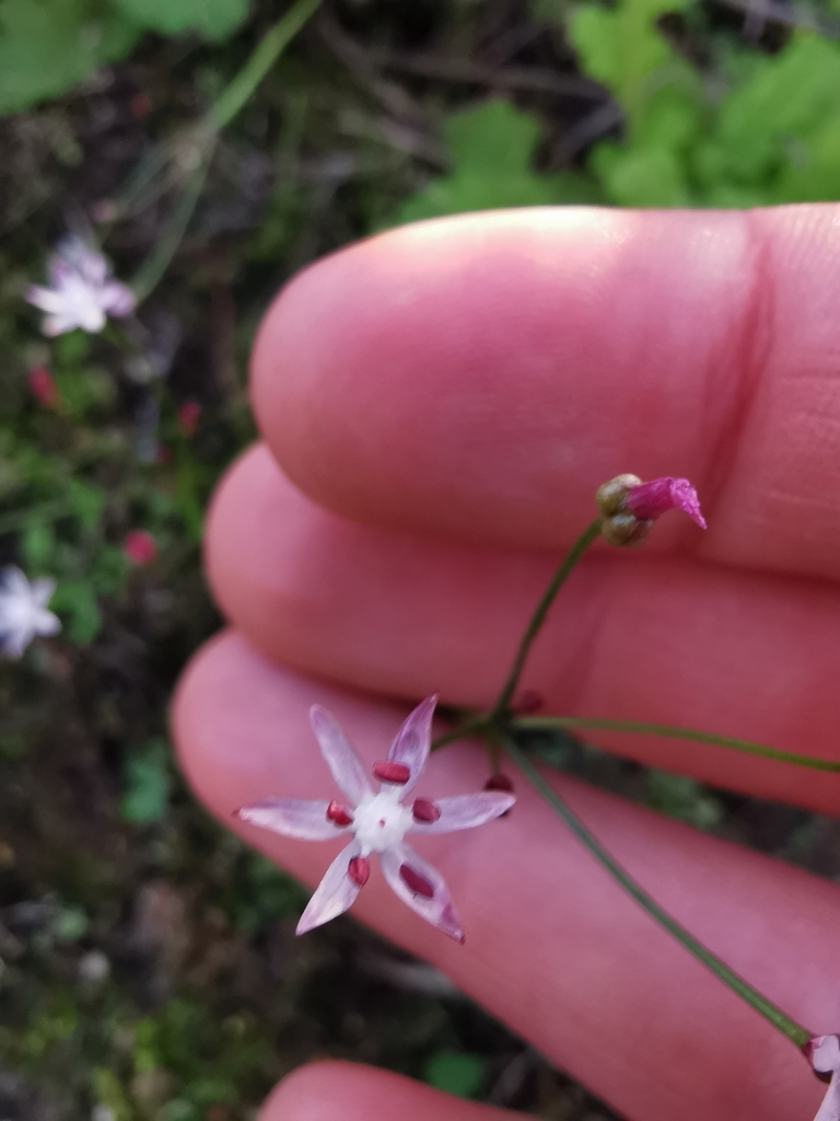 Fine Snowflake from Stellenbosch Central, Stellenbosch, South Africa on ...