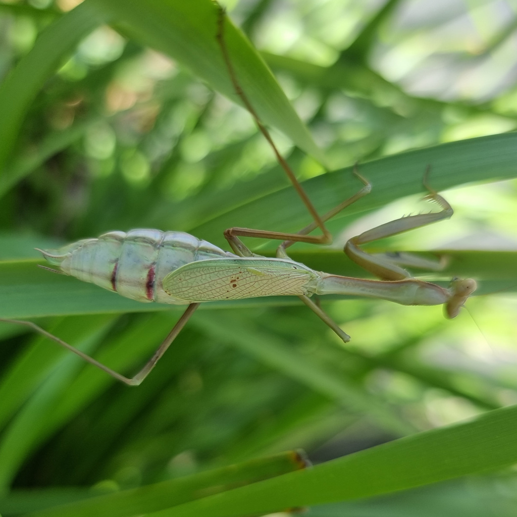 False Garden Mantis from Monash Uni Clayton, Australia on April 19 ...