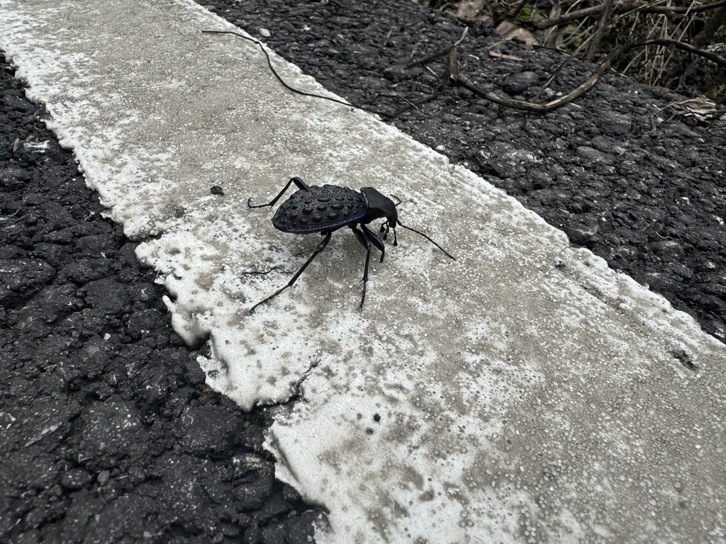 Carabus pustulifer from The Lucky Place of Zhao Gongming, Aba, Sichuan ...