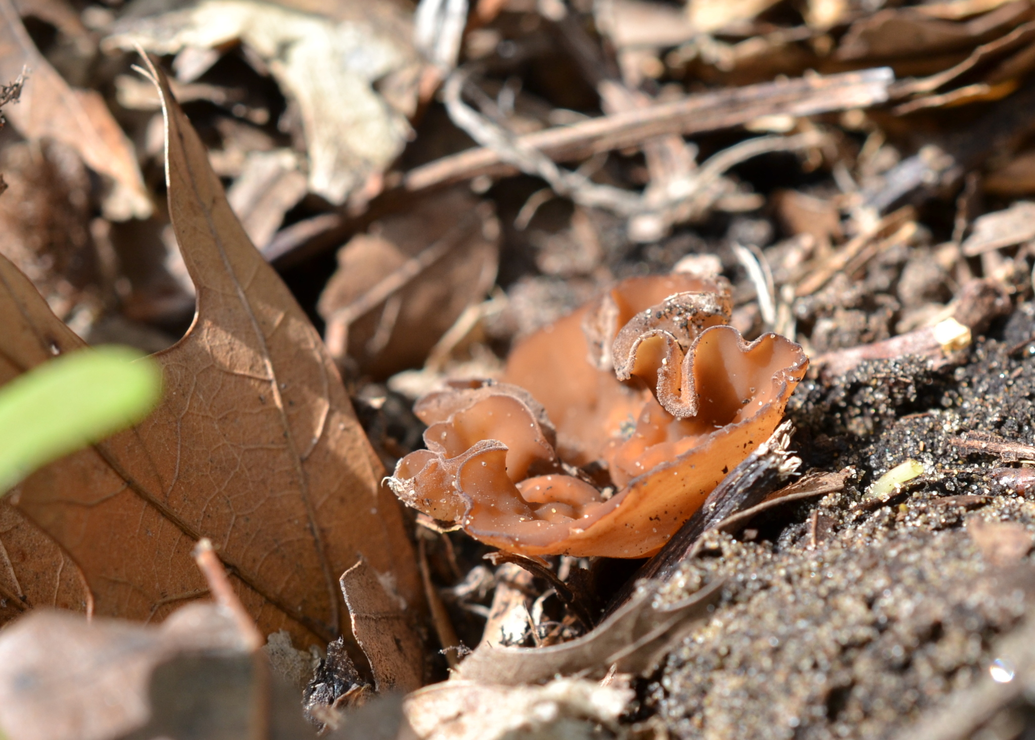 Stromatinia (Boud.) Boud.