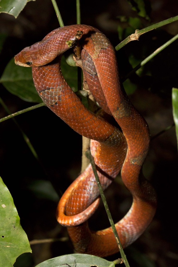 Brown Kukri Snake (Snakes of Thailand) · iNaturalist