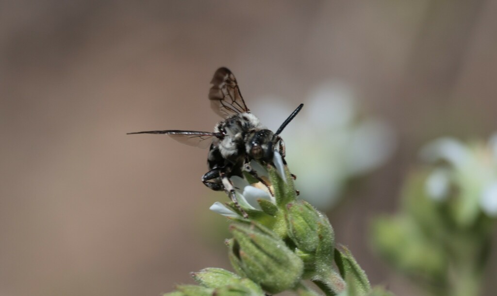 California Digger-cuckoo Bee from San Bernardino County, CA, USA on ...