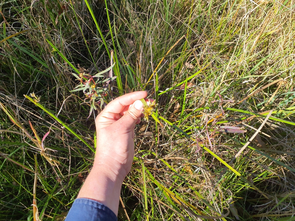 Bog Bulrush in June 2024 by Ian Parsons · iNaturalist