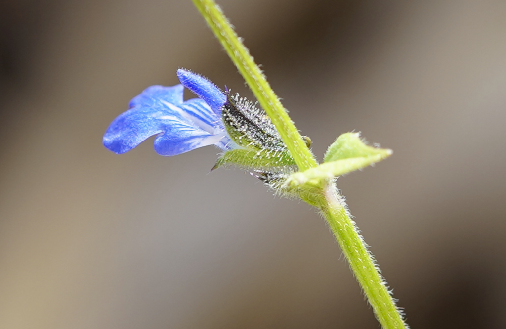 River sage from Loreto, B.C.S., México on April 14, 2024 at 11:14 AM by ...