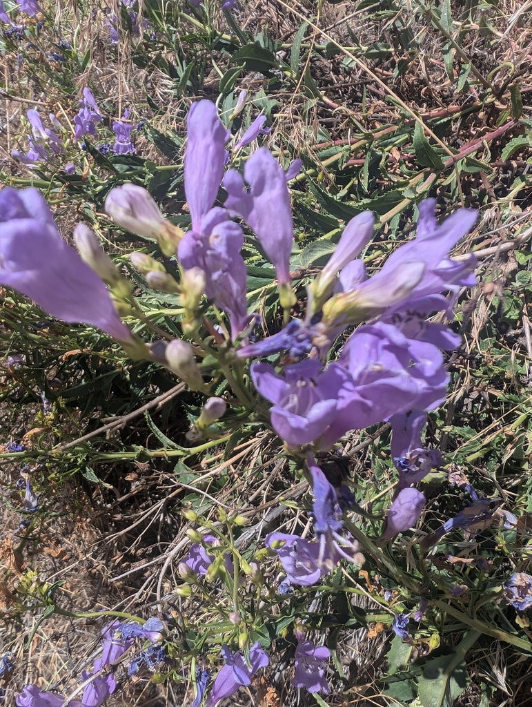 Venus Penstemon from Peola, WA 99347, USA on June 23, 2024 at 10:20 AM ...