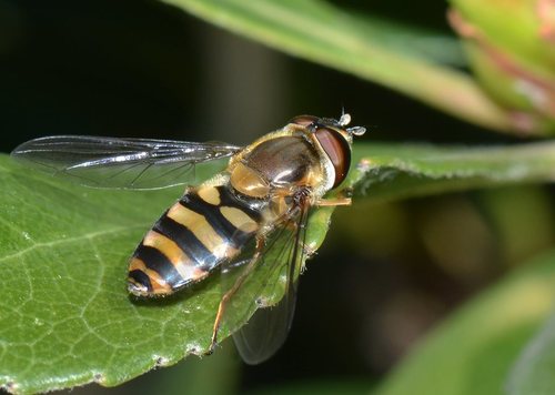 Eupeodes confrater · iNaturalist