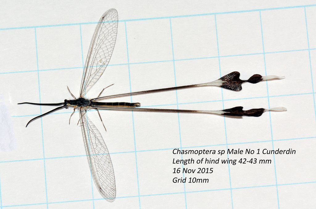 Chasmoptera superba from LOT 196 Hopkins Rd, Waeel WA 6407, Australia ...