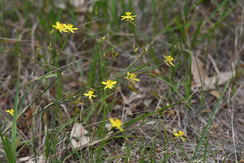 yellow rush-lily from Mount Duneed VIC 3217, Australia on January 7 ...