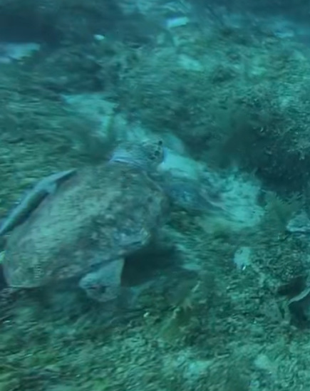 Loggerhead Sea Turtle in June 2024 by Andres Vila. Screenshot of video ...