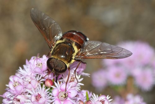 Scaptia singularis · iNaturalist