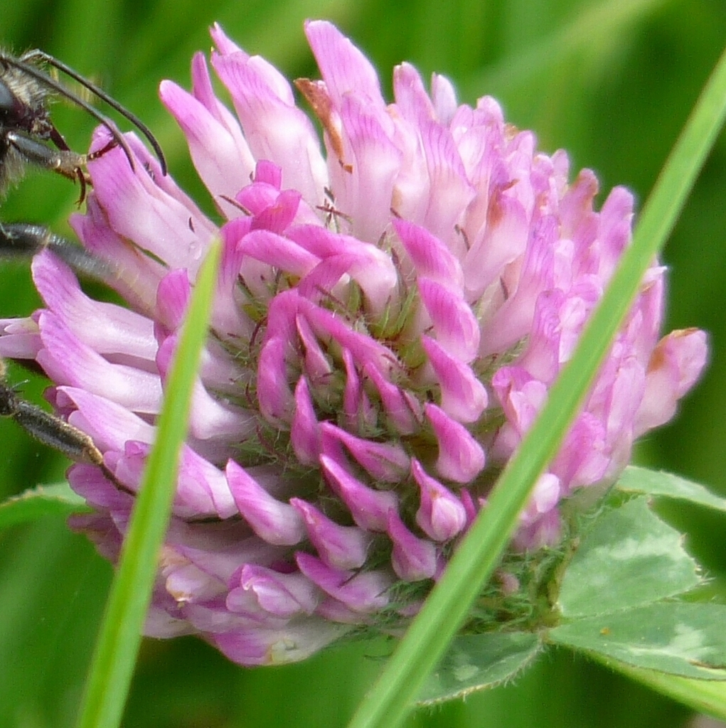 Red Clover in May 2019 by Proyecto Ecologico San Lorenzo · iNaturalist