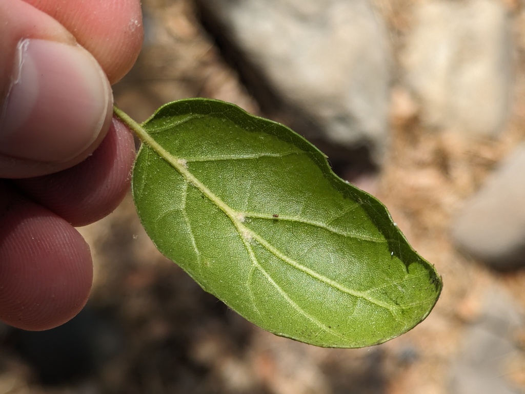 coast live oak (Quercus agrifolia) - Botanical Realm