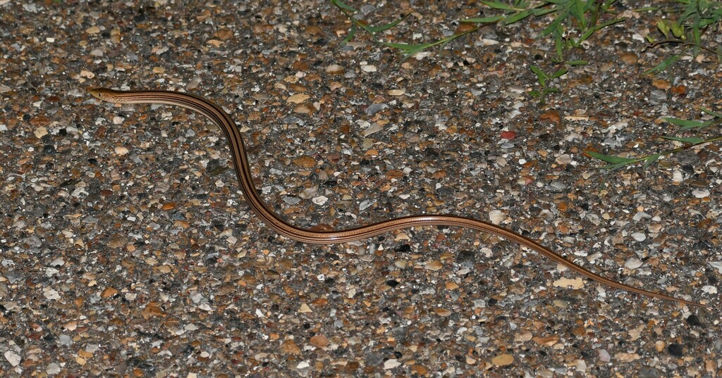 Western Slender Glass Lizard in June 2024 by Jon McIntyre. AOR ...