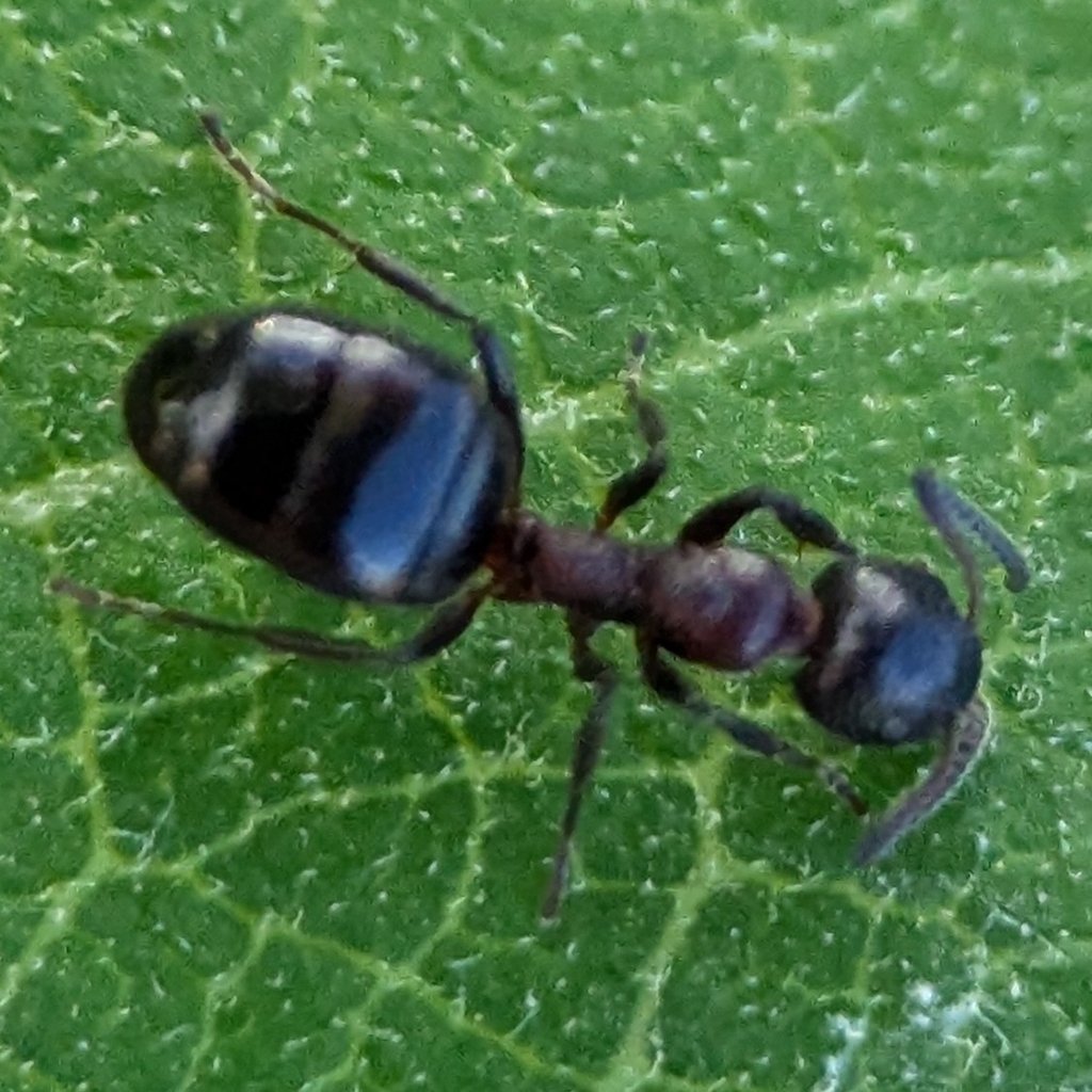 Dolichoderus pustulatus desde Streamwood, IL 60107, USA el 23 de junio ...