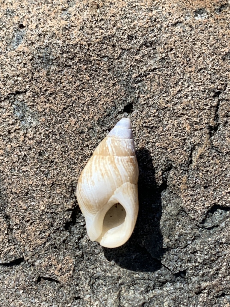 yellow-coated clusterwink from Tasman Sea, Arrawarra Headland, NSW, AU ...