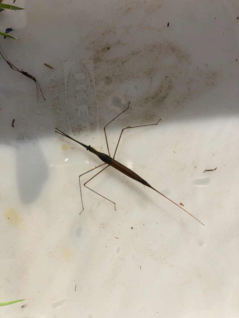 Eurasian Water Stick Insect from Låsby on June 24, 2024 at 08:38 AM by ...