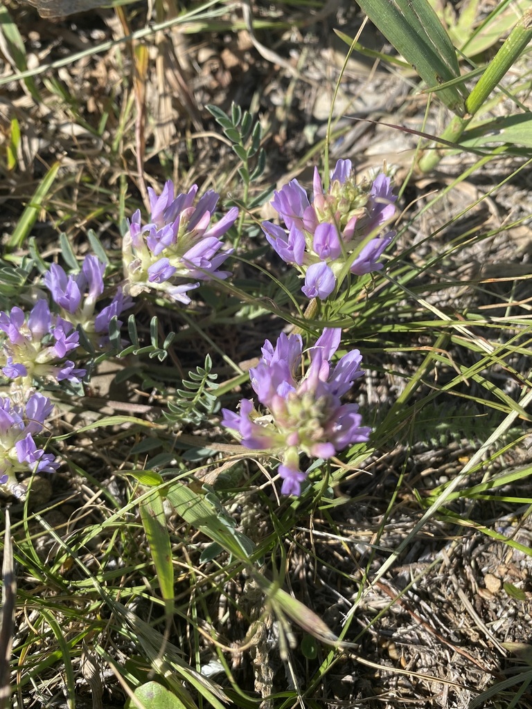 Prairie Milkvetch from Division No. 2, Alberta, Canada on June 20, 2024 ...