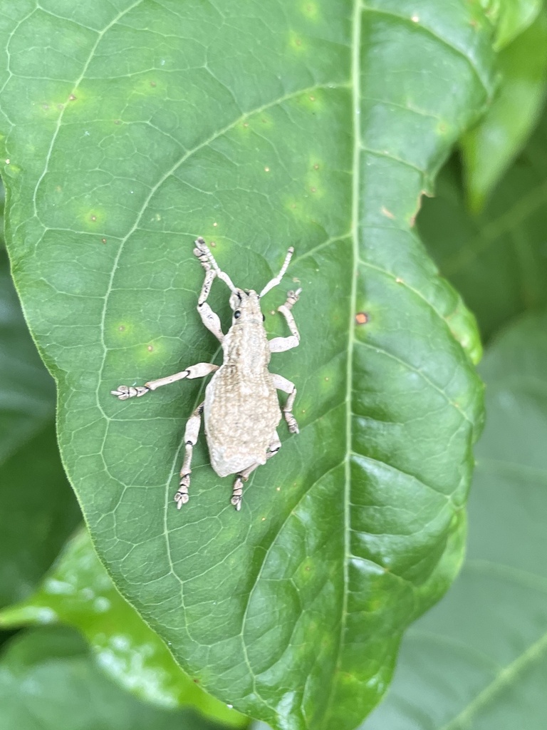 Episomus turritus from Ashitaka Sports Park, Numazu, Shizuoka, JP on ...