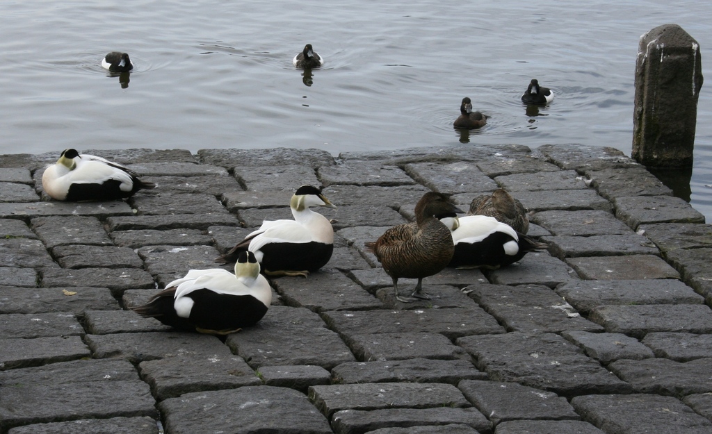 Northern Common Eider in November 2008 by cirolana · iNaturalist