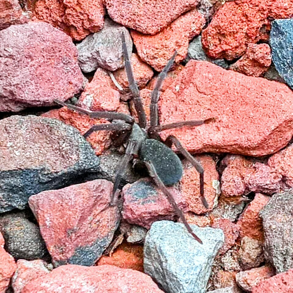 Zorocrates in July 2023 by Uriel Pérez-Orozco · iNaturalist