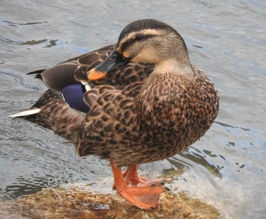 Eastern Spot-billed Duck from Higashiyama Ward, Kyoto, Japan on ...