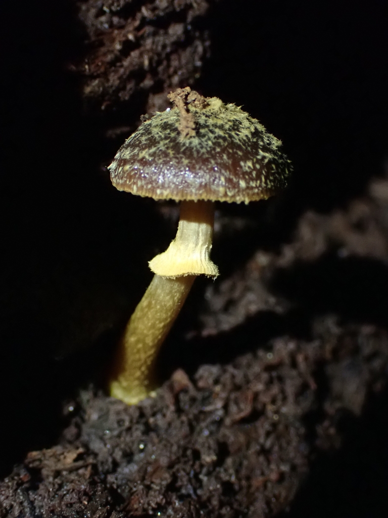 Descolea recedens in June 2024 by Michelle Colpus · iNaturalist