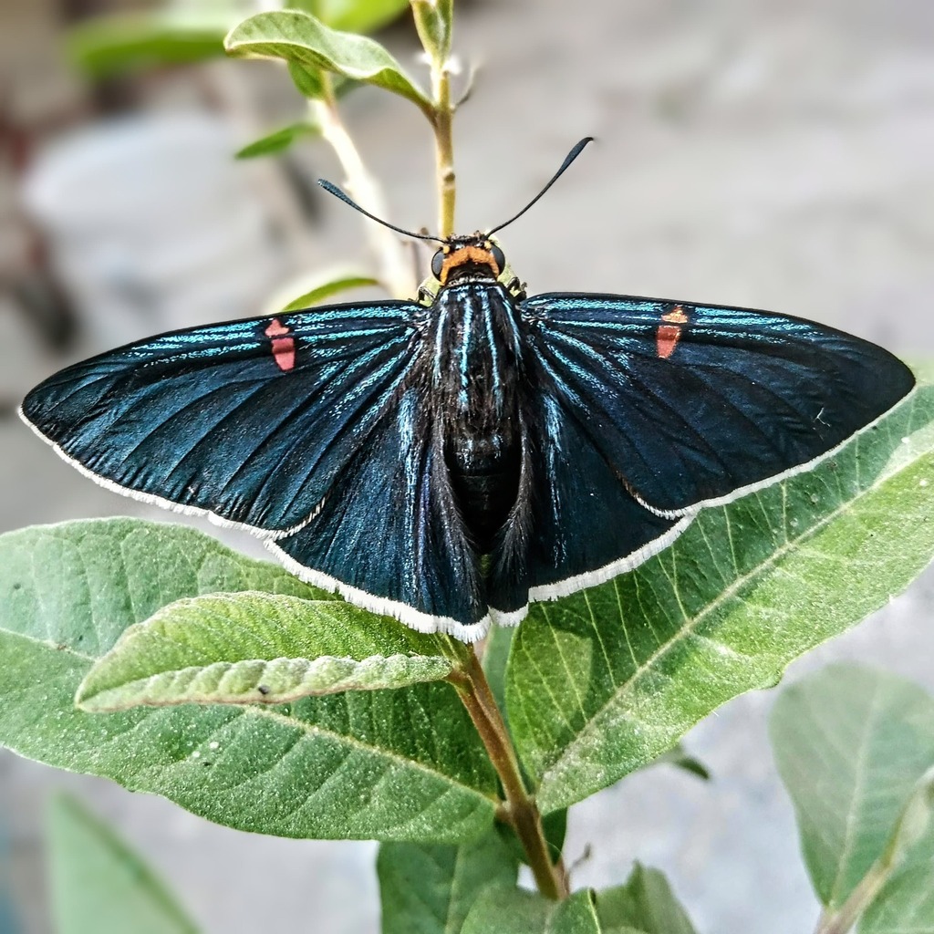 Guava Skipper in March 2022 by Uriel Pérez-Orozco · iNaturalist