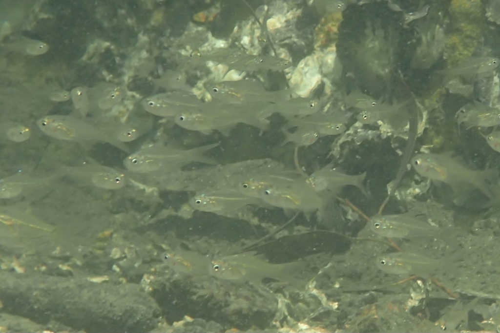 Estuary Glassfish from Ku-ring-gai Chase NSW 2084, Australia on October ...