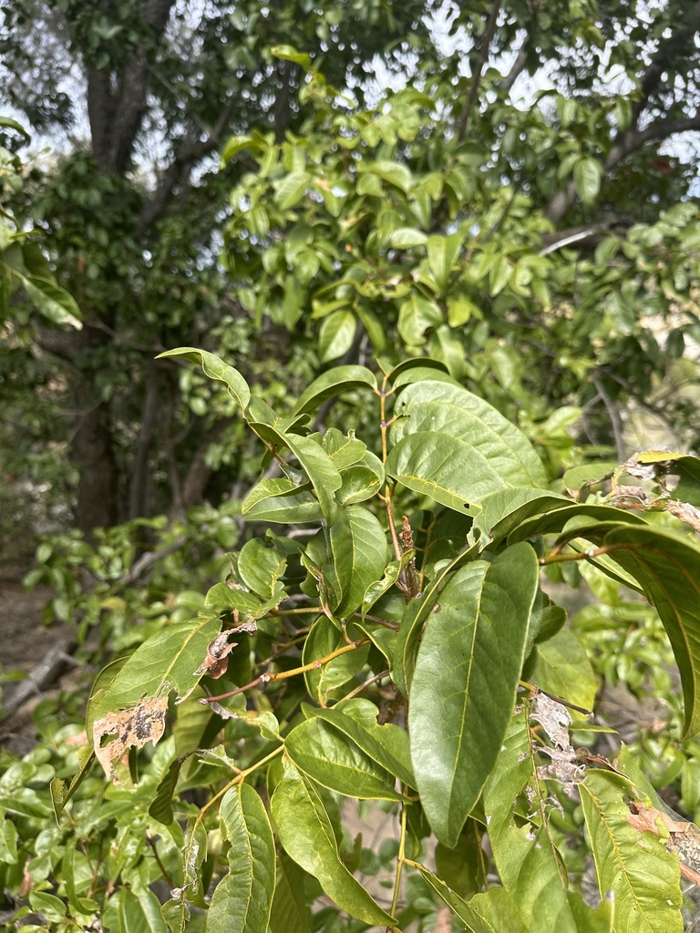 Alectryon from Porcupine Gorge National Park, Porcupine, QLD, AU on ...