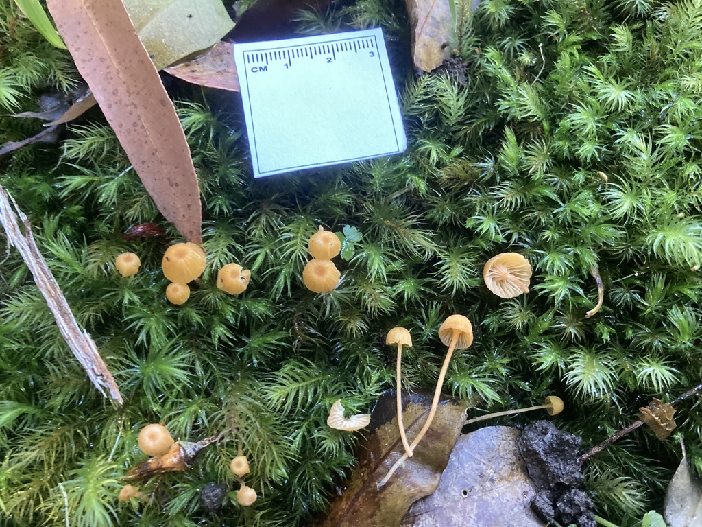 Orange Moss Navel in June 2024 by steph_r · iNaturalist