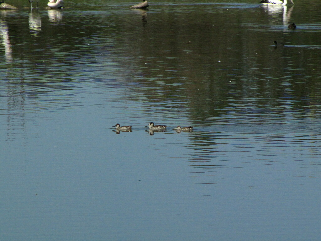 Pink-eared Duck from Canberra Central, ACT, Australia on January 2 ...