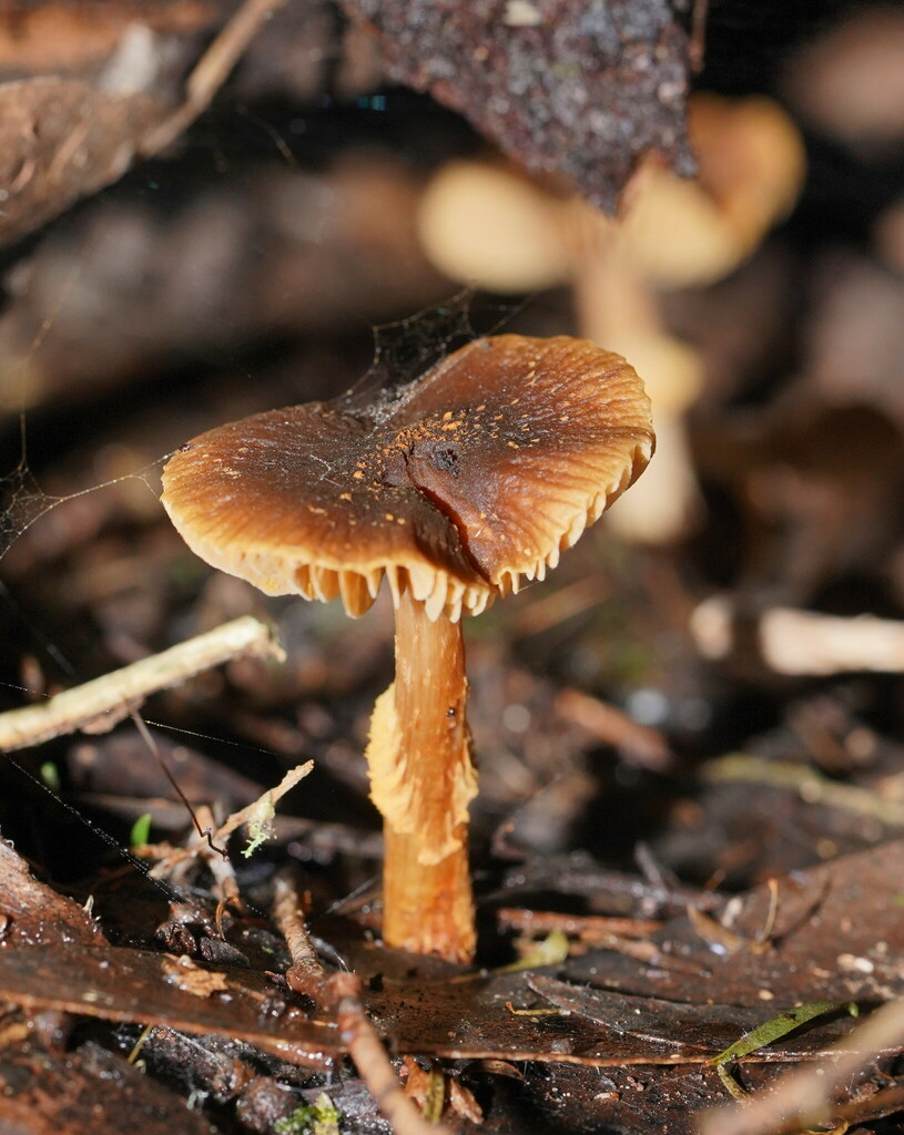 Descolea recedens from Wesburn VIC 3799, Australia on June 23, 2024 at ...