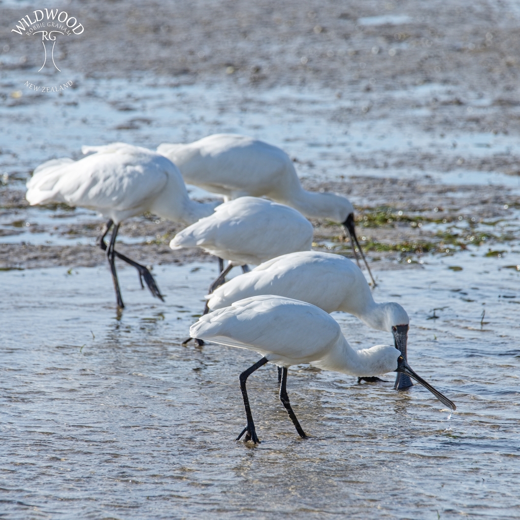 Royal Spoonbill from Bay of Plenty, New Zealand on June 20, 2024 at 01: ...