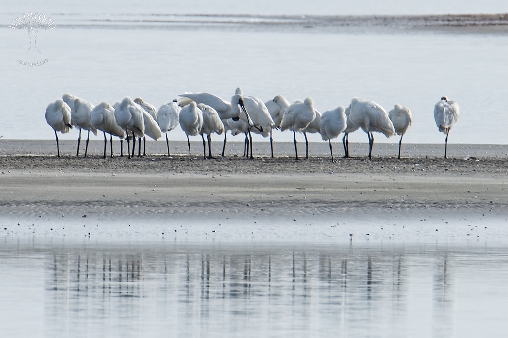Royal Spoonbill from Bay of Plenty, New Zealand on June 24, 2024 at 10: ...